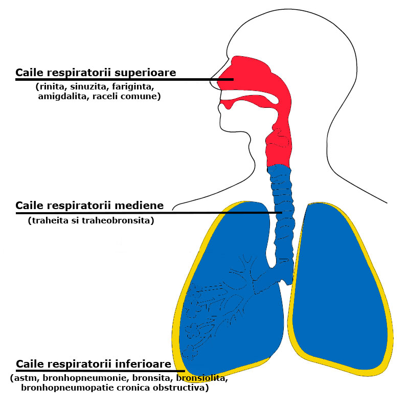 Cum ajung aerosolii in plamani? - FEO.ro